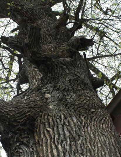 Turistik yerler Дуб крупнопыльниковый, Dağıstan, foto