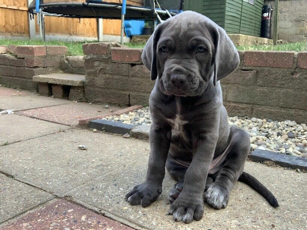Evcil hayvan yetiştiricileri Cattery Puppies Cane Corso, Moskova, foto