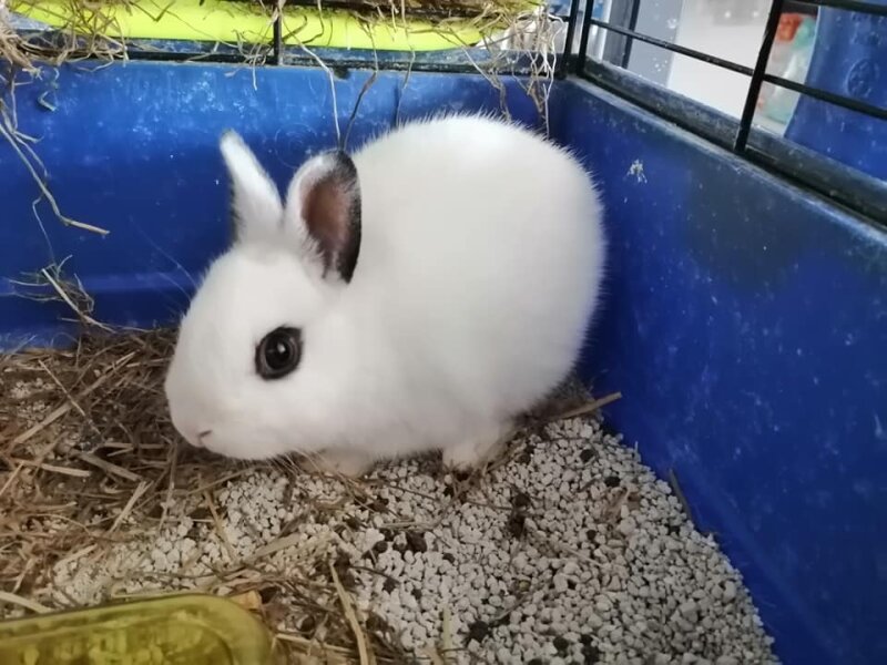 Akvaryumlar Il Tuo Pet Store, Basilicata, foto