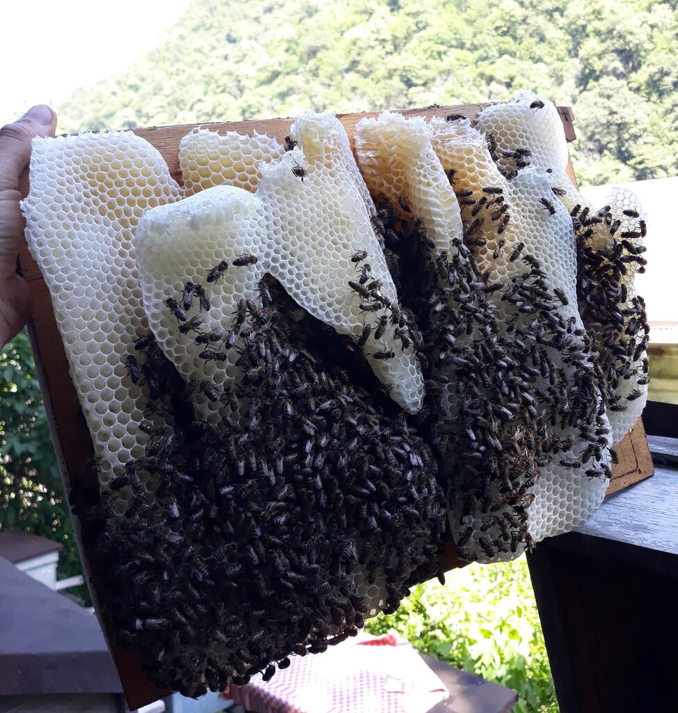 Bal ve arıcılık firmaları Old apiary Abkhazia, Gudauta Bölgesi, foto