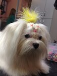 Vip-Grooming (Leninskiy Avenue No:18), evcil hayvan kuaförleri  Voronej'den
