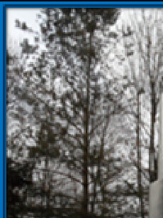 Anıt, heykel Обелиск на братской могиле героев гражданской войны, Habarovski krayı, foto