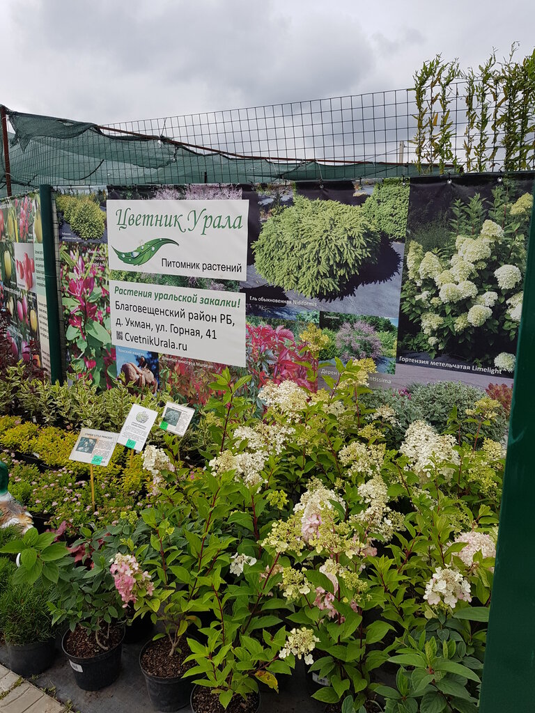 Sera ve bahçe ürünleri Tsvetnik, Ufa, foto