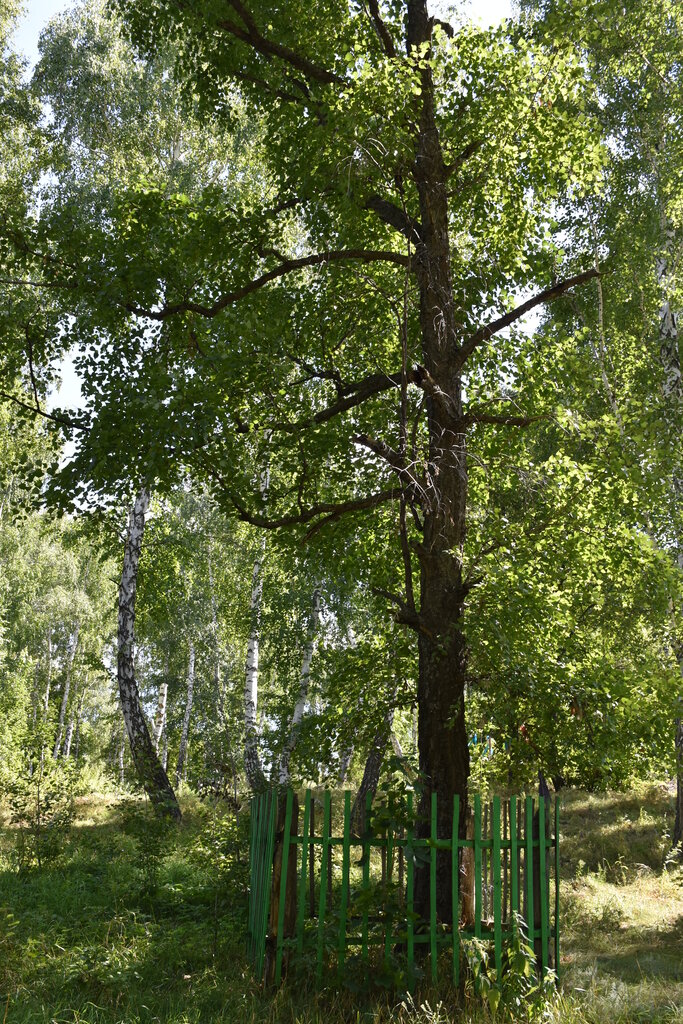 Doğa Сарманайская чернокорая береза, Orenburgskaya oblastı, foto