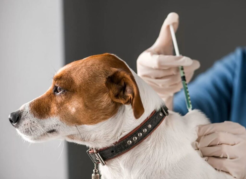 Veteriner klinikleri VetDoctor, Bobruisk, foto
