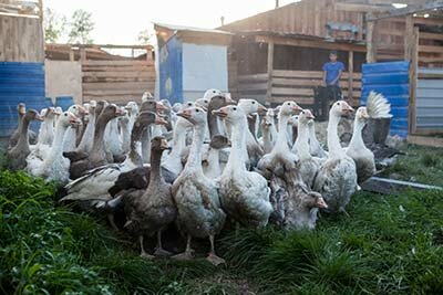 Kanatlı hayvan ürünleri ve yumurta Fermerskoye Khozyaystvo Romanov, Saint‑Petersburg ve Leningradskaya oblastı, foto