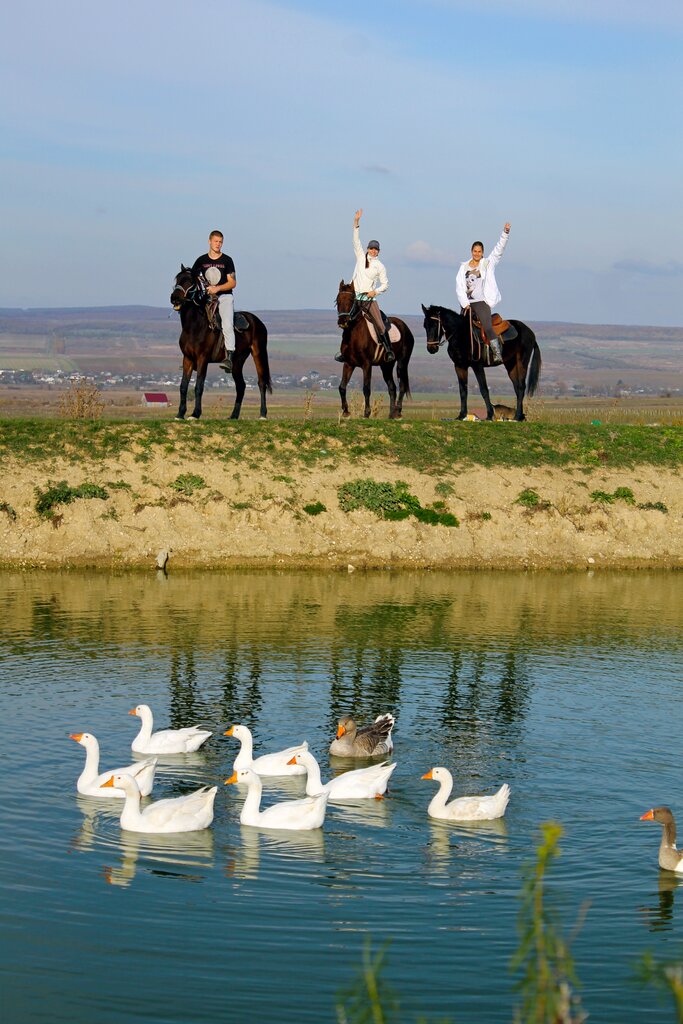At ve binicilik kulüpleri Horse Riding Golden Spur, Krasnodarski krayı, foto
