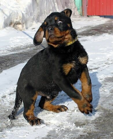 Evcil hayvan yetiştiricileri Rus Chero n, Çeliabinsk, foto