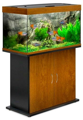 Akvaryumlar Akvarium66, Yekaterinburg, foto