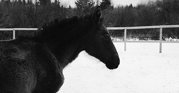 At ve binicilik kulüpleri Dykhaniye vetra, Kirovskaya oblastı, foto