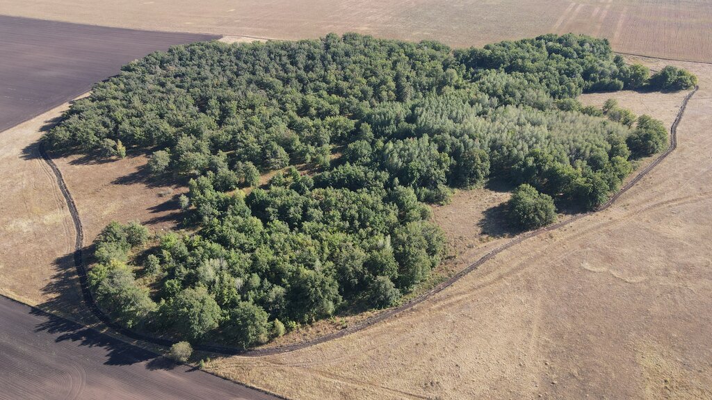 Orman Ивановские дубовые колки, Orenburgskaya oblastı, foto