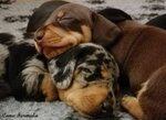 Canis Formula Kennel (Toscana, Provincia di Siena, Monteriggioni, Siena, Via Ciacci), evcil hayvan yetiştiricileri  Siena'dan