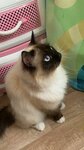 Аквариумист (Republic of Sakha (Yakutia), Yakutsk, Gagarinskiy District), petshop  Yakutsk'tan