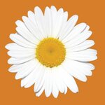 Plant nursery AgroSAD (Alekseyevskaya ulitsa No:1), fidan yetiştiriciliği  Dzerjinski'den