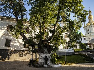 800-year old lime tree (Kyiv, Pecherskyi District), doğa  Kiev'den
