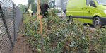 Tuinen Brouckaert (West Flanders, Roeselare, Hagedoornweg, 2), peyzaj tasarımı  Batı Flandre'den