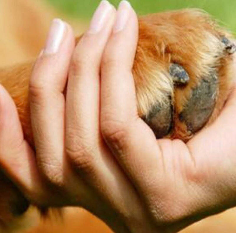Veteriner klinikleri Veterinario Oncologo - Tumori cani e gatto - Dr. Elias Pirari, Sardunya, foto