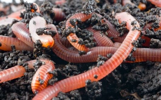 Gübre firmaları Bio-oranika.ru, Krymsk, foto