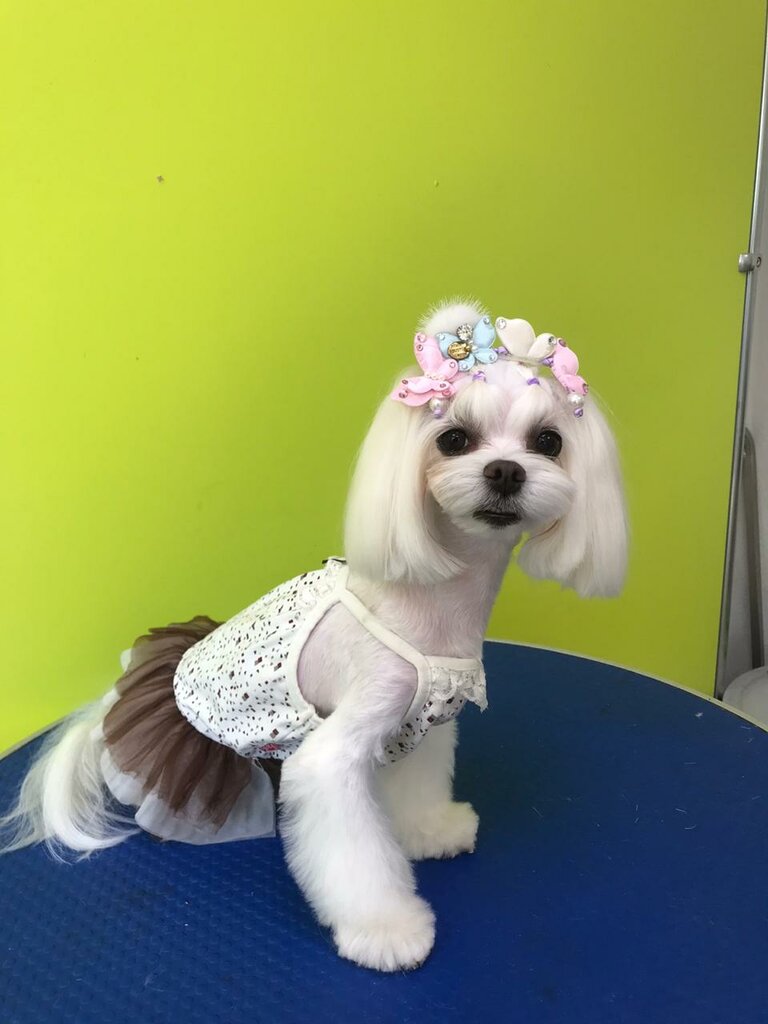 Evcil hayvan kuaförleri Zoosalon Dendi Dog, Habarovsk, foto