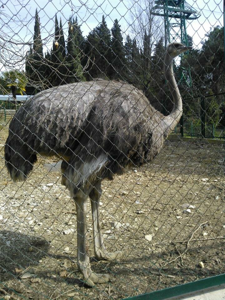 Hayvan muhafazaları Ducks, Soçi, foto