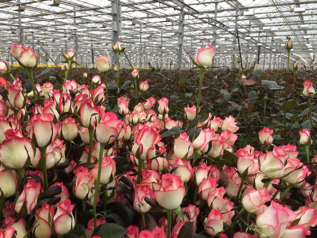 Seracılık Moksha roses, Penzenskaya oblastı, foto