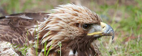 Doğa koruma alanı Gosudarstvenny prirodny zapovednik Pasvik, Murmanskaya oblastı, foto