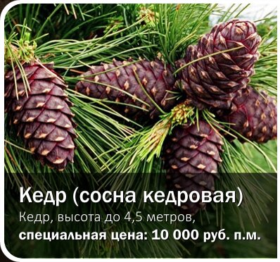 Sera ve bahçe ürünleri Pitomnik khvoynykh i listvennykh porod Yukhnovsky, Yuhnov, foto