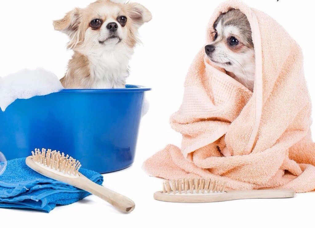 Petshop Dama s Sobachkoy, Krasnoyarsk, foto