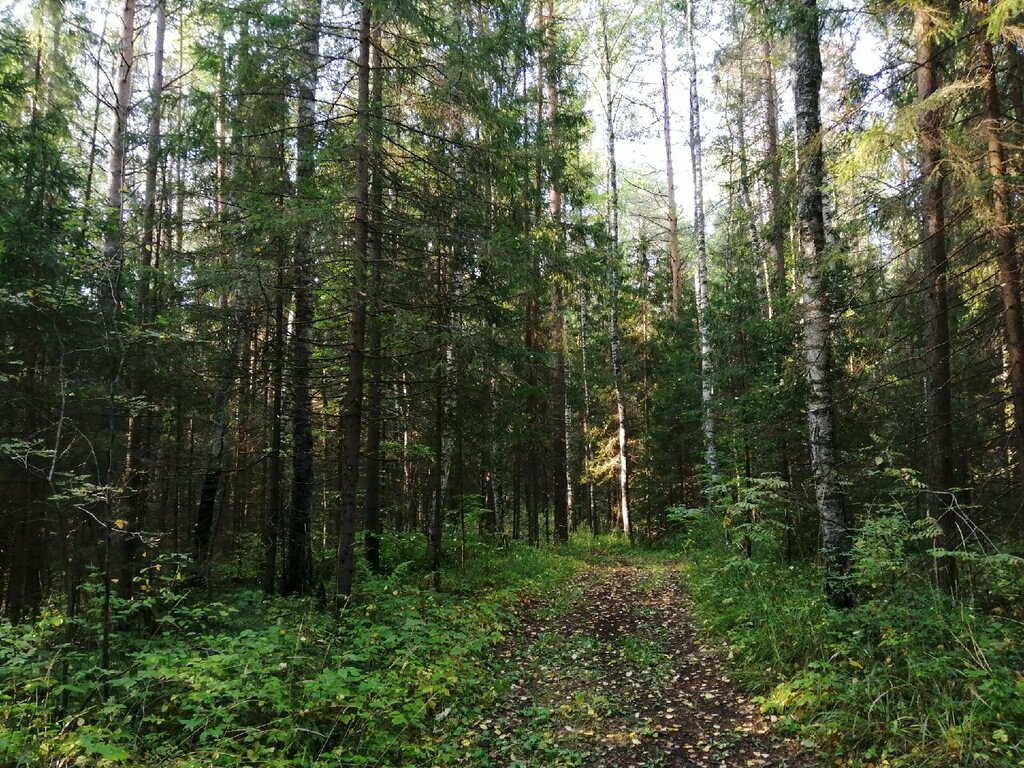 Orman Черничный лес, Permski krayı, foto