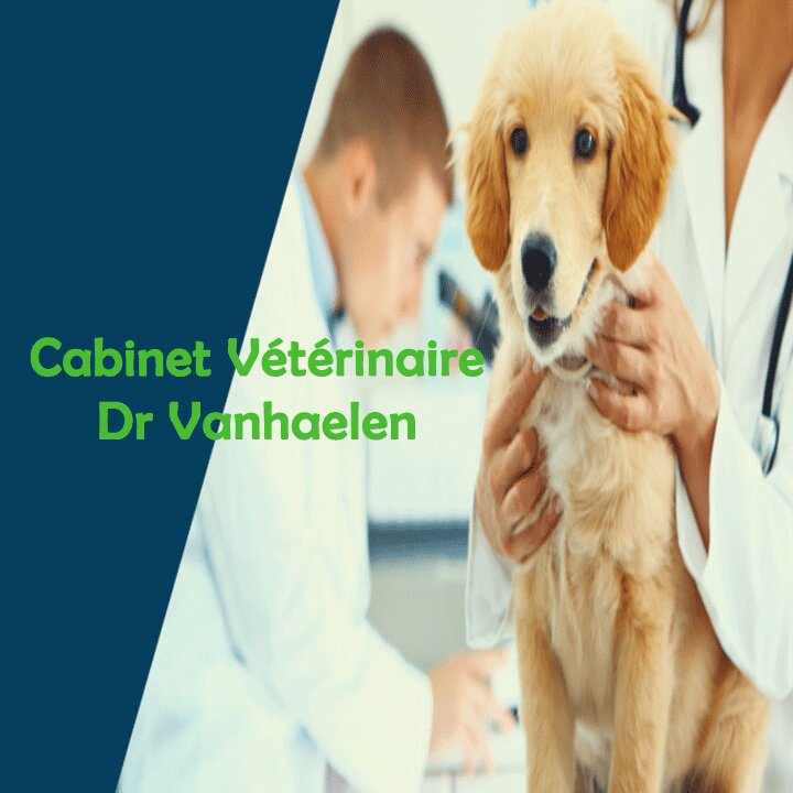 Veteriner klinikleri Veterinary Office Dr. Vanhaelen, Dünya, foto