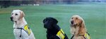 Fondation Le Copain: Suisse d'éducation de chiens d'assistance pour personnes handicapées et épileptiques (Valais, Sierre, Chemin de la Pinède, 15), sivil toplum kuruluşları  Valais'den