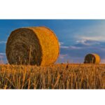 Lotti Margotti Dr. Michele (Tuscany, province of Florence, Reggello, Pian di Sco, Viale Alessandro Volta), tarım ürünleri firmaları  Floransa'dan