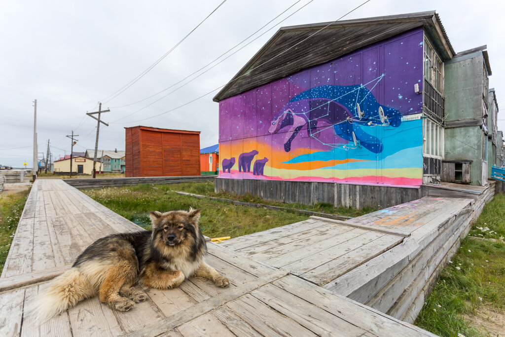 STENOGRAFFIA Дальние родственники, Yamal‑Nenets Özerk Bölgesi, foto