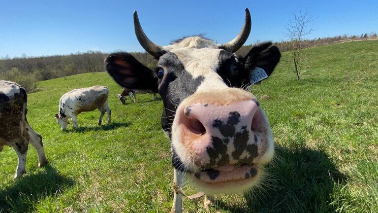 Tarım firmaları Фермерское хозяйство Олешно, Saint‑Petersburg ve Leningradskaya oblastı, foto