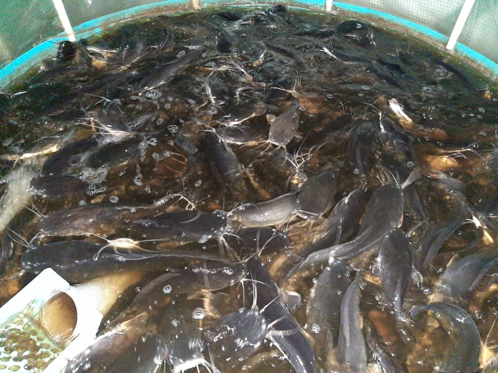 Balık çiftçiliği ve toptancıları Клариус, Tataristan, foto