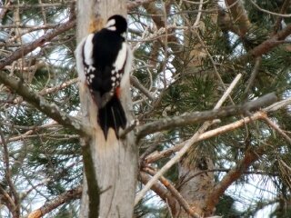 Termal otel Ogauso Sosnovy bor, Ulyanovskaya oblastı, foto