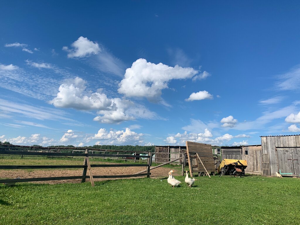 At ve binicilik kulüpleri Мустанг, Shchuchyn, foto