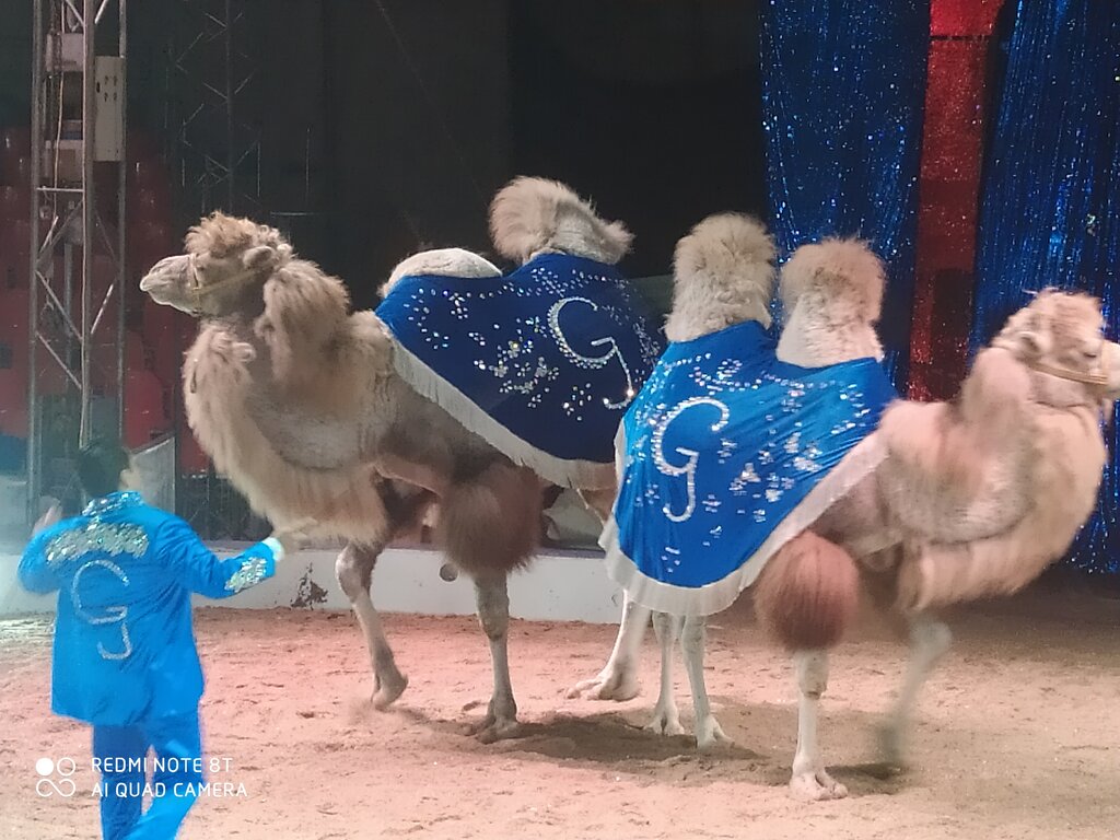 Sirkler Circus Gaertner Bros, Samara, foto