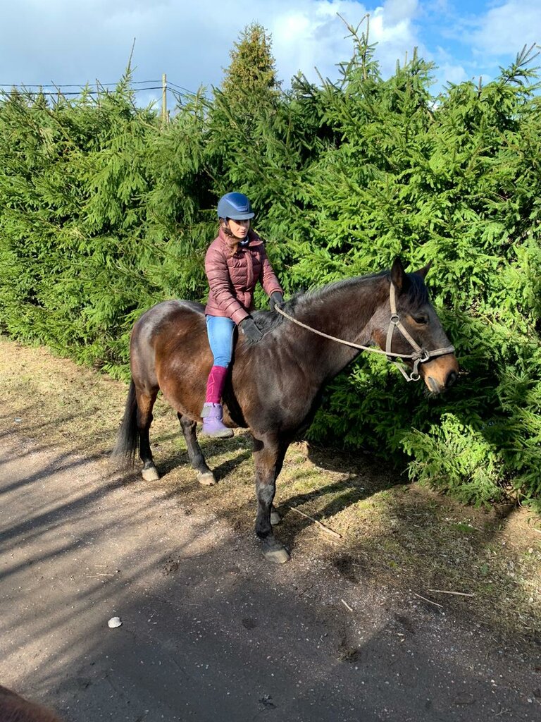 At ve binicilik kulüpleri Конный клуб Можжевельниково, Saint‑Petersburg ve Leningradskaya oblastı, foto