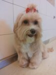 Molla L'Osso - Toelettatura Animali (Lombardy, Bergamo, Dalmine, Via Kennedy, 1), petshop  Lombardiya'dan