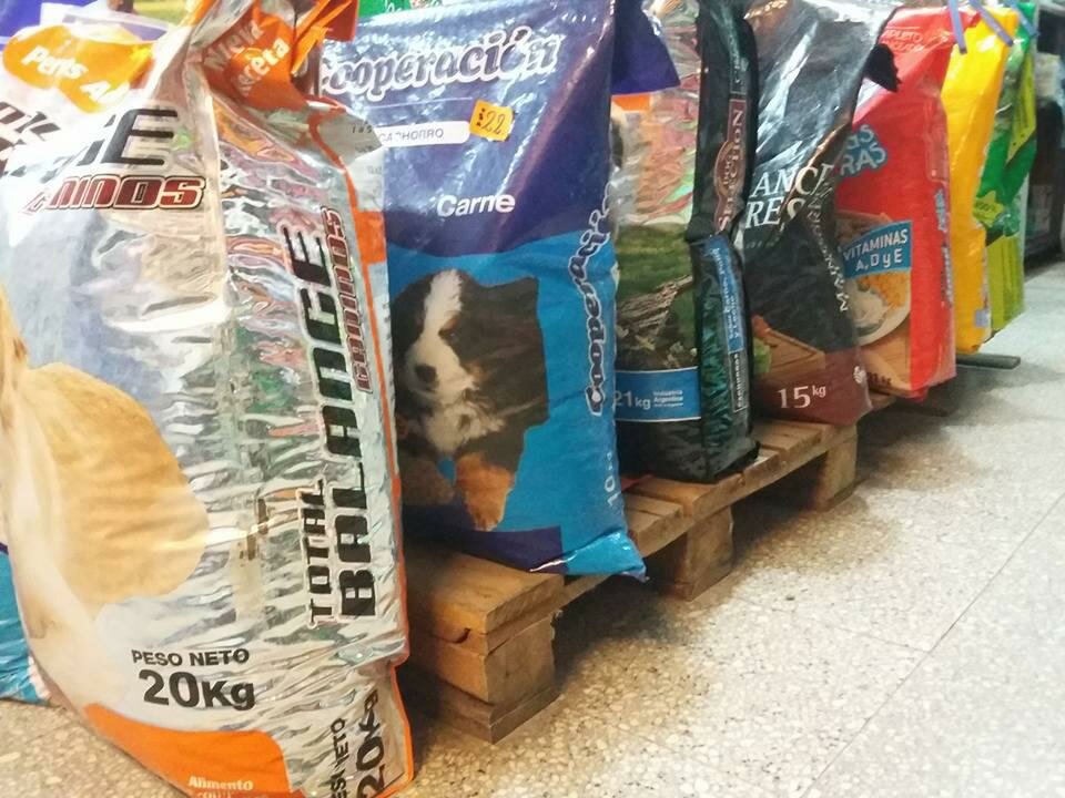 Veteriner klinikleri Pet Shop Mosho, , foto