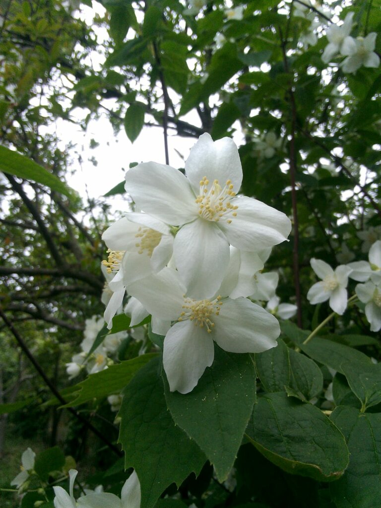 Otel Yazduf Apart Yazlık Evleri, Edremit, foto