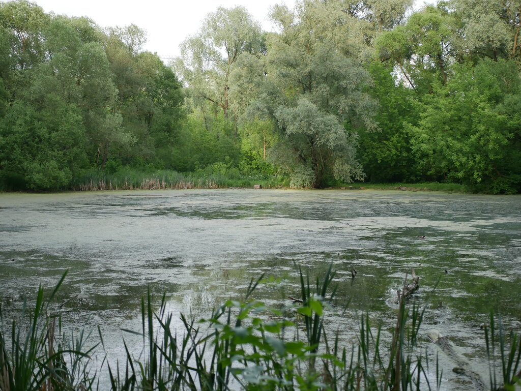Su ve kanalizasyon idaresi Пруд Пятачок, Moskova, foto
