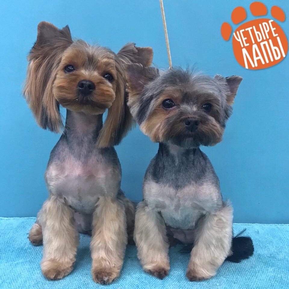 Hayvanat bahçesi merkezi Chetyre Lapy, Arhangelsk, foto