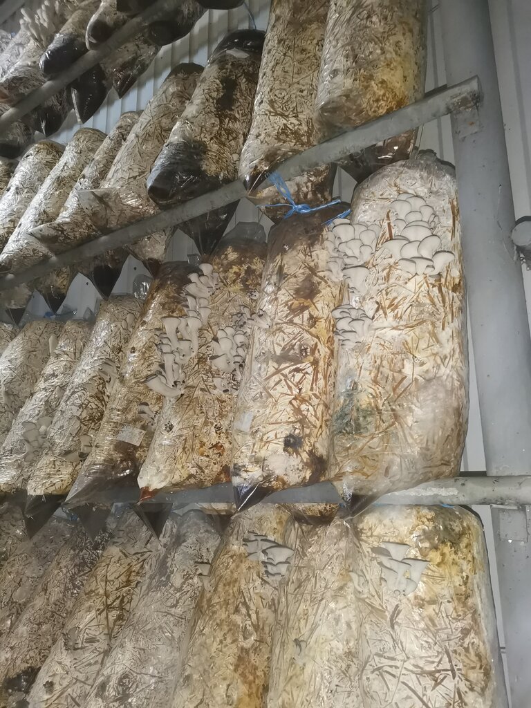 Sanayi kuruluşu Фруктохранилище ОАО Александрийское, Mogiliovskaya oblastı, foto