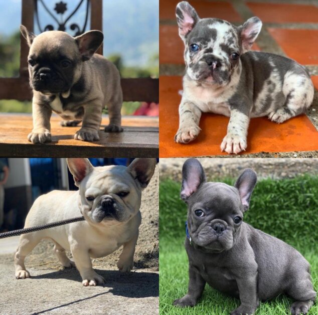 Evcil hayvan yetiştiricileri Criadero Tu Mascota, , foto