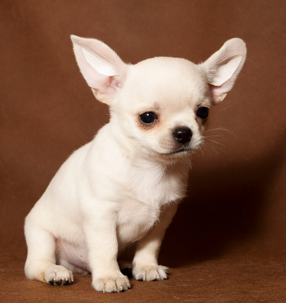 Evcil hayvan yetiştiricileri Pitomnik Monsarey, Moskova, foto