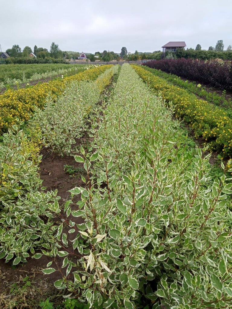 Fidan yetiştiriciliği Ekosad24, Moskova ve Moskovskaya oblastı, foto
