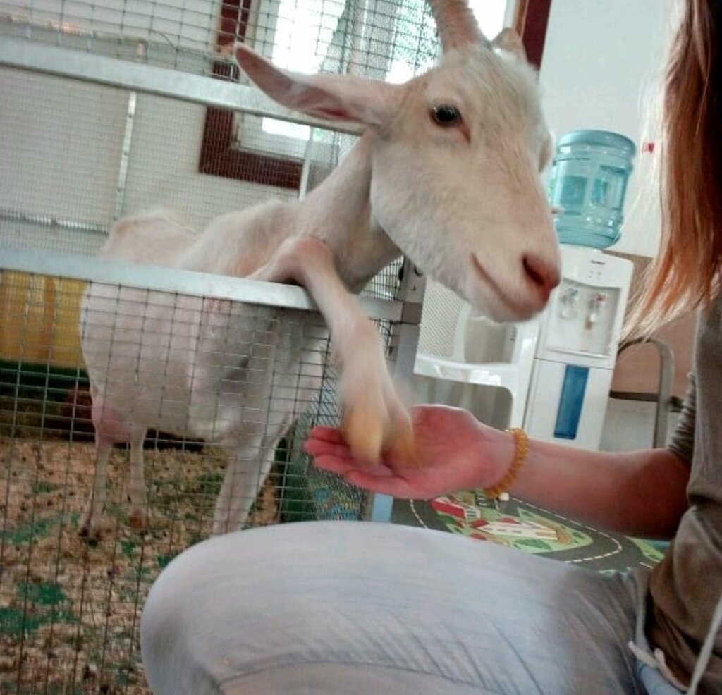 Hayvanat bahçeleri Zoo Mini, Puşkino, foto