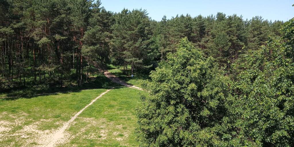 Orman Tominski Forest, Grodno, foto